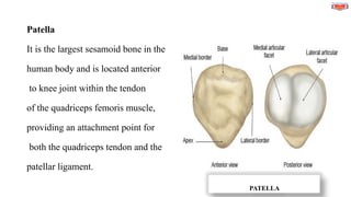 Musculoskeltal system include all disorder | PDF