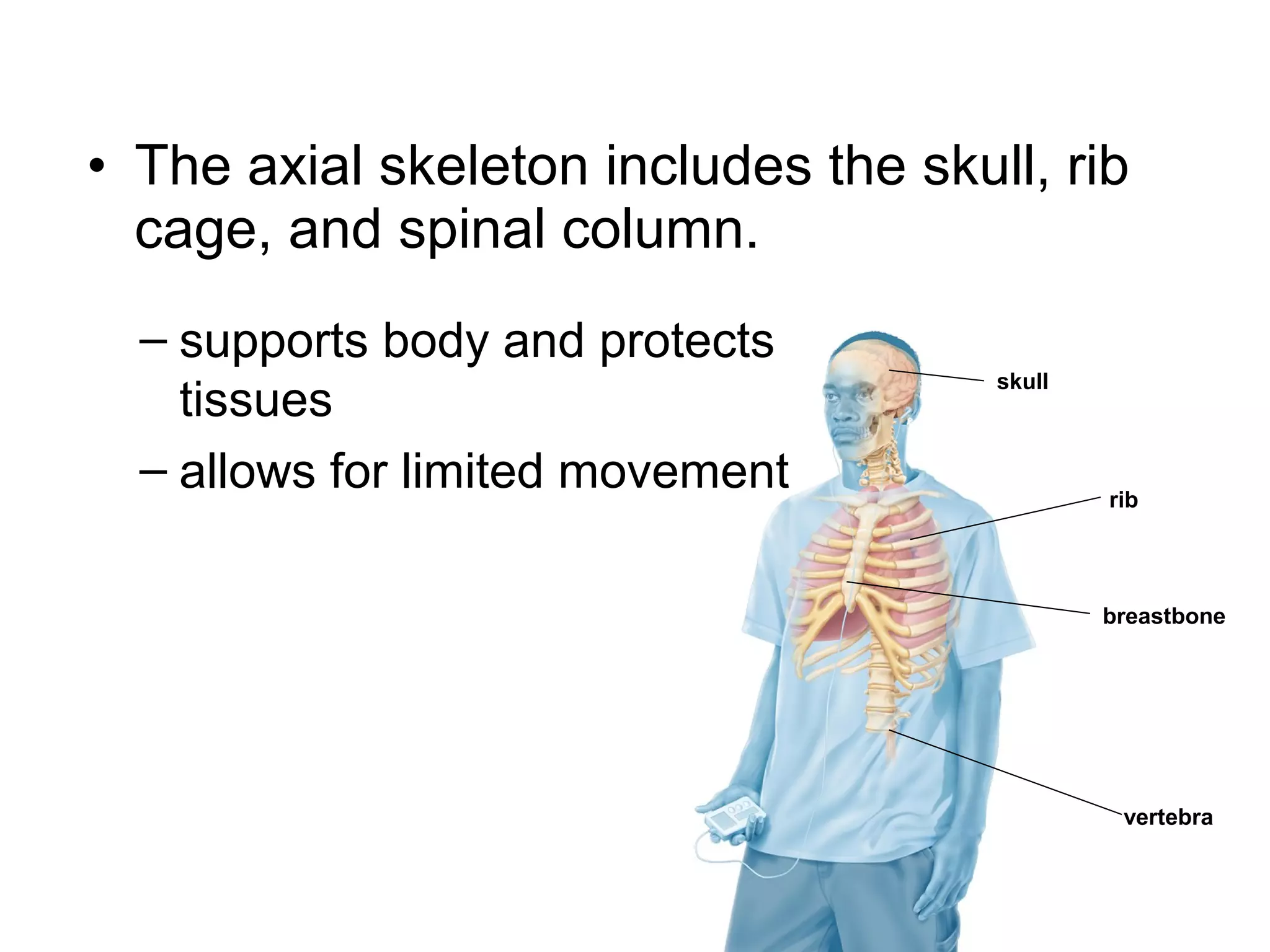 Skeletal and Muscular System | PPT