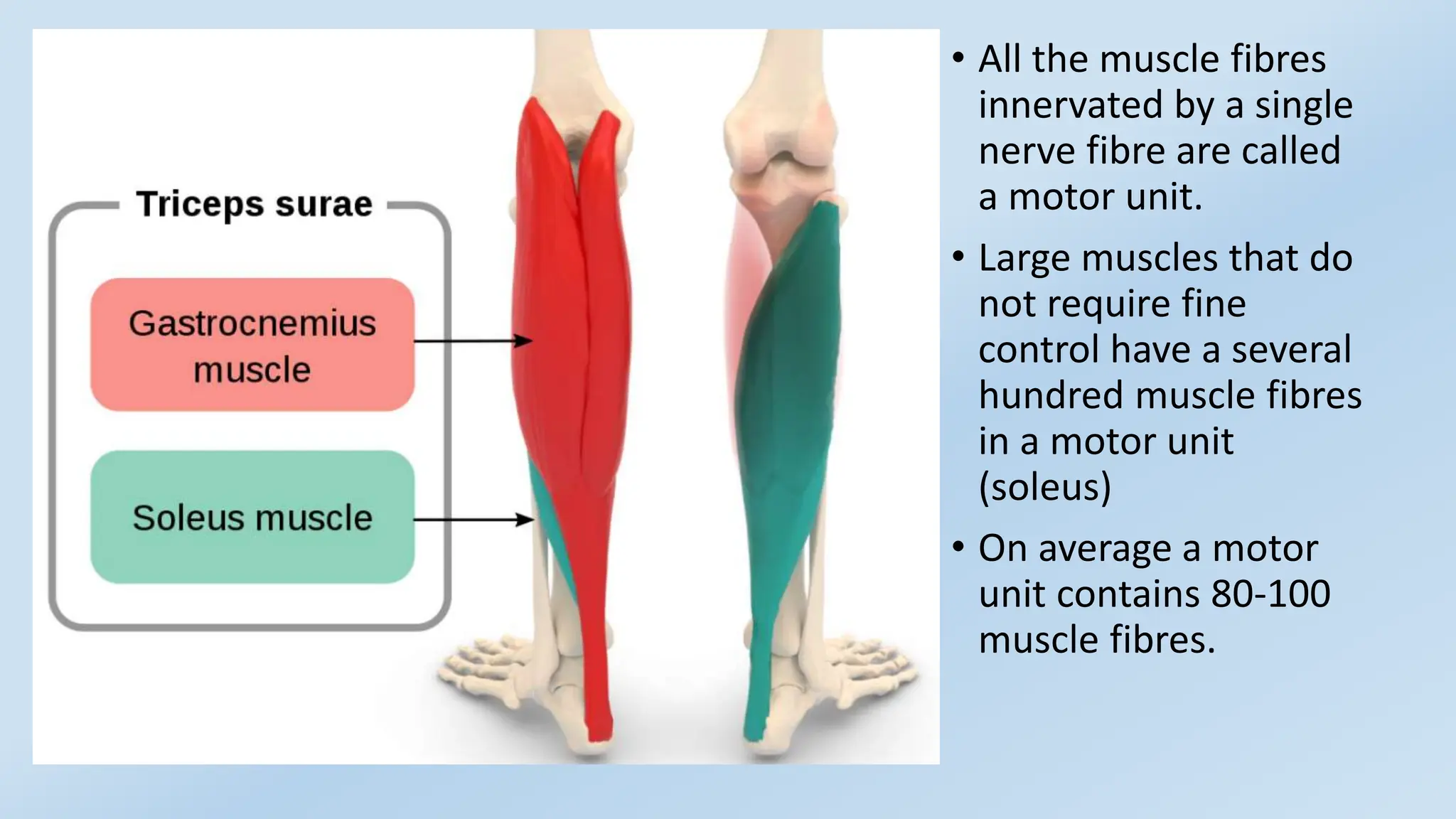 Musculoskeletal System II.pptxhdzhdhxdhhdh | PPTX