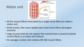 Musculoskeletal System II.pptxhdzhdhxdhhdh | PPTX