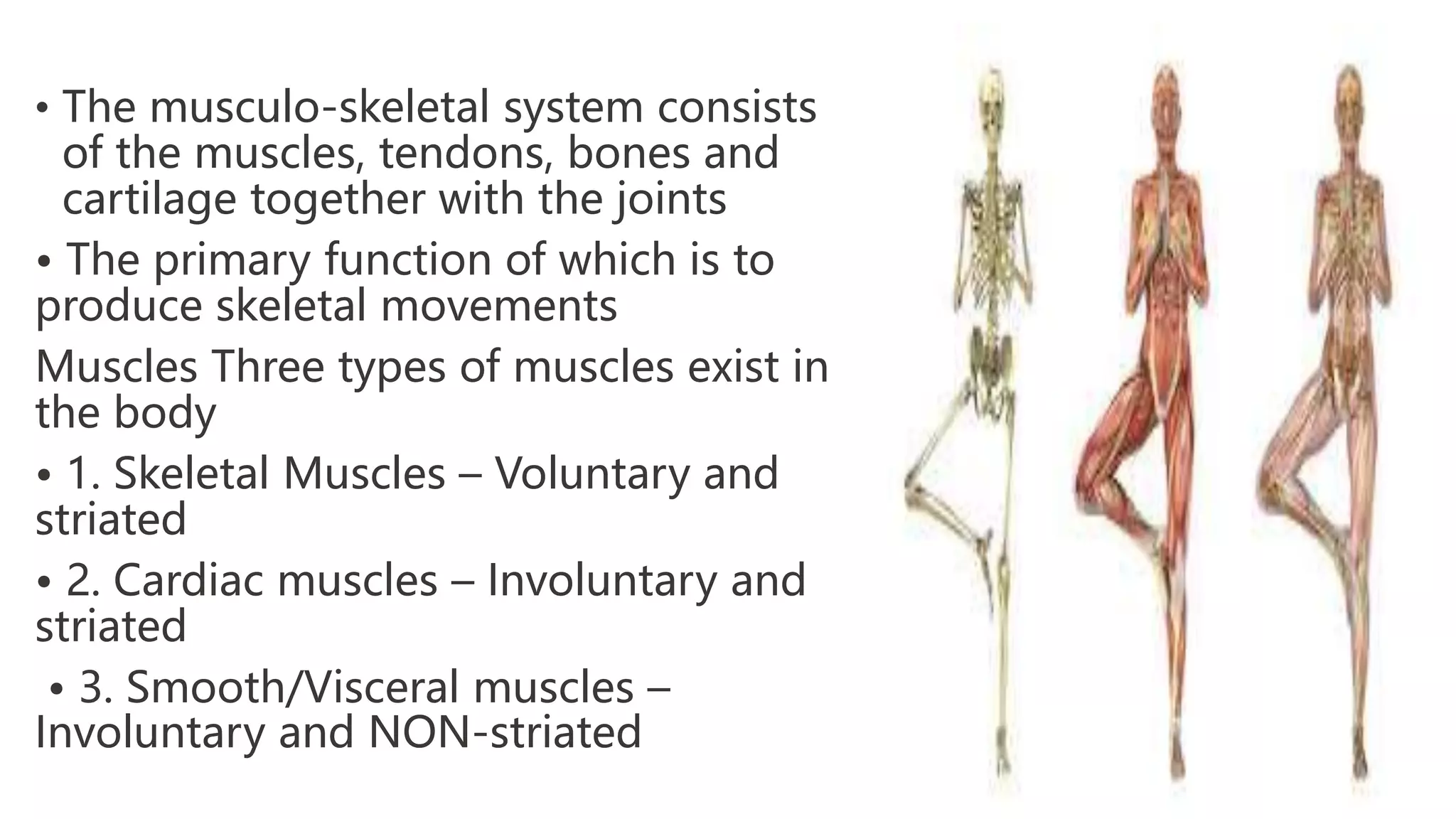 Musculoskeletal System lecture 01.pptx