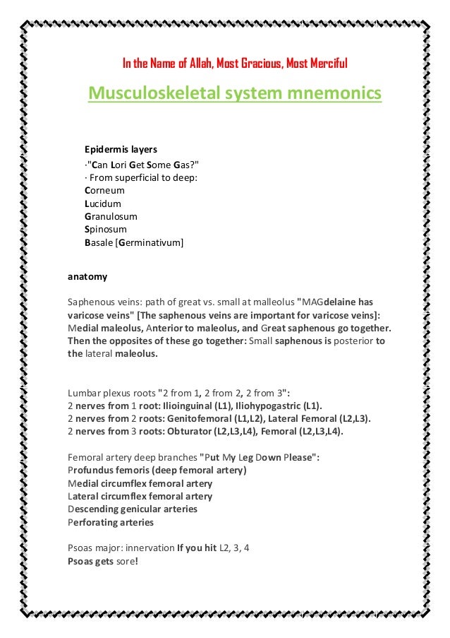 Anatomy Mnemonics Muscles
