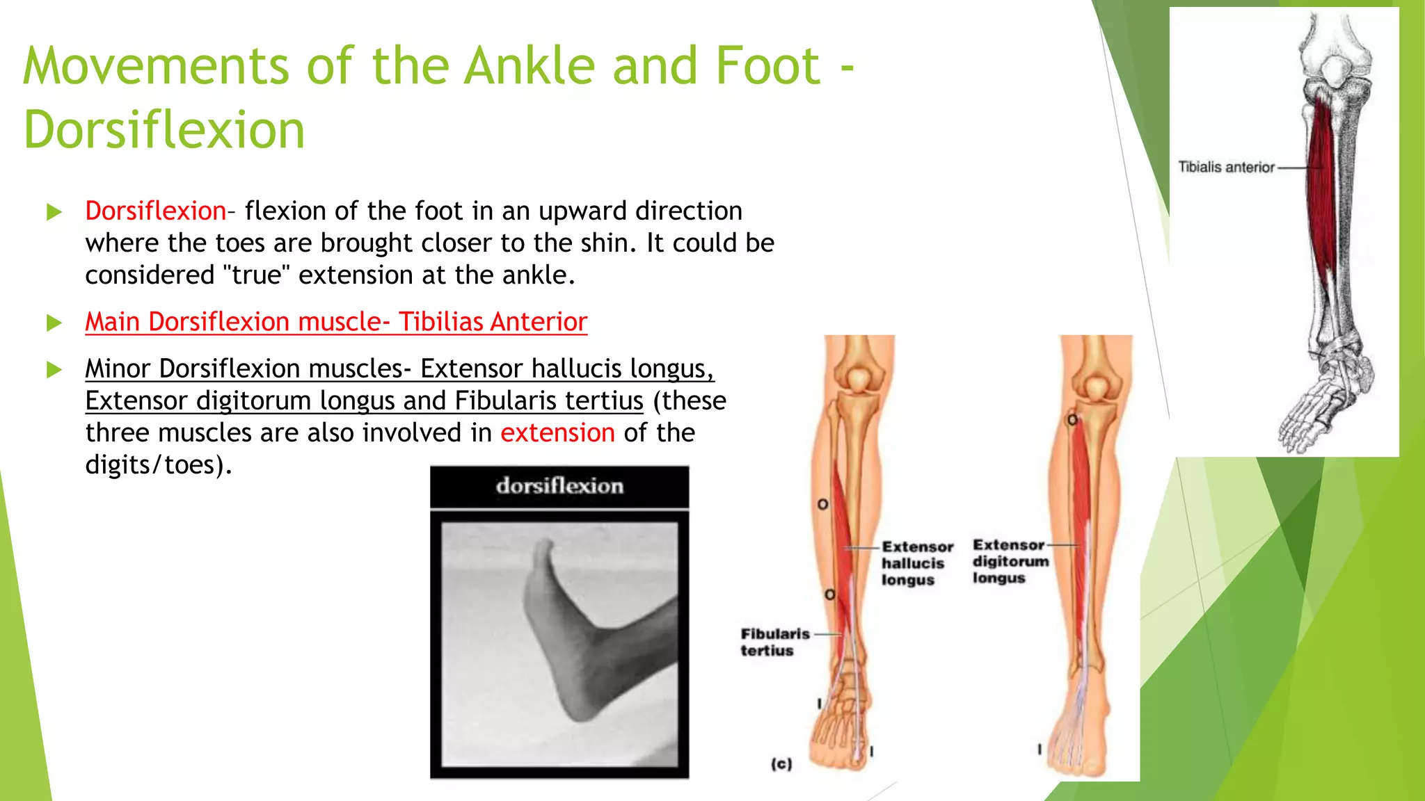 Musculoskeletal system – movements of the lower limb technologies | PPTX