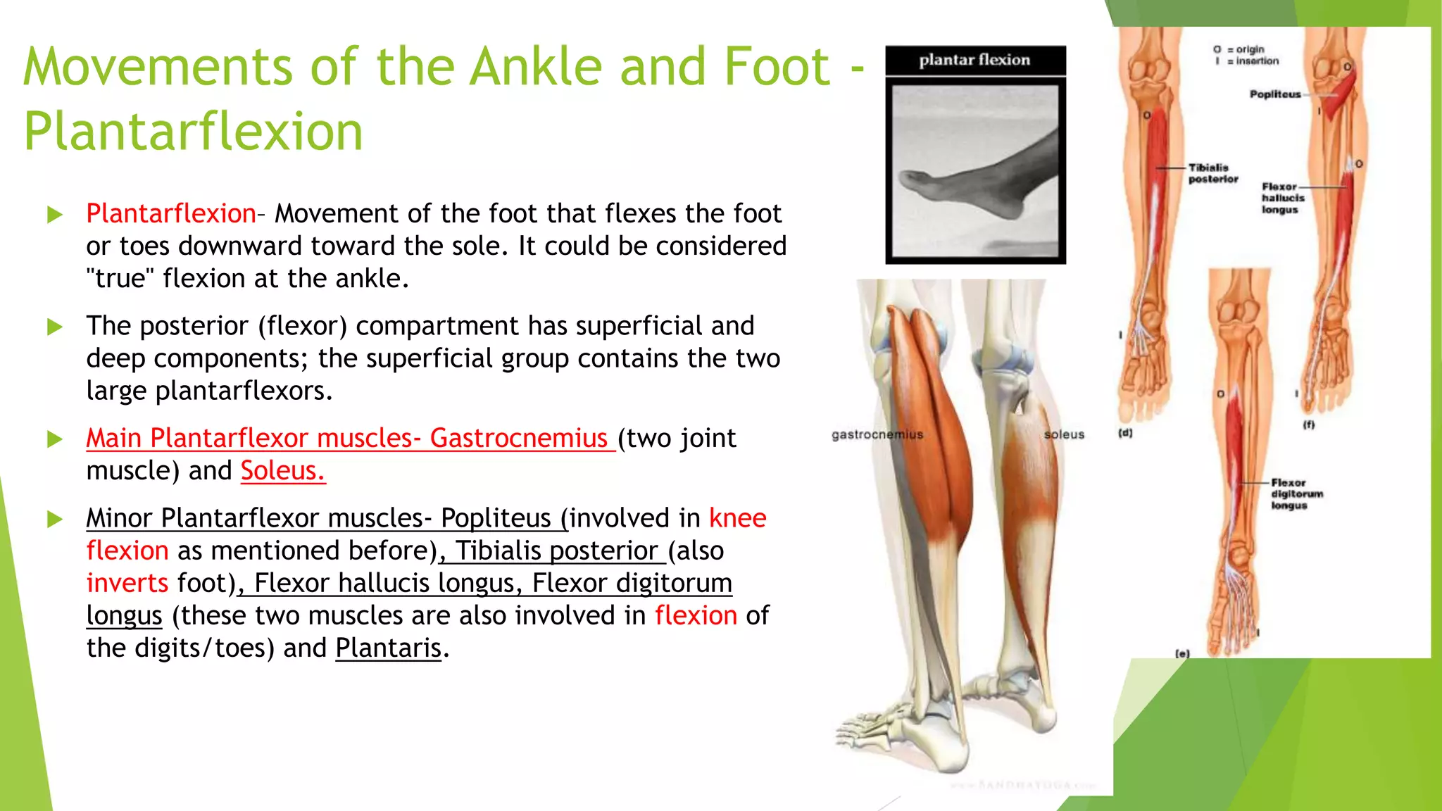 Musculoskeletal system – movements of the lower limb technologies | PPTX