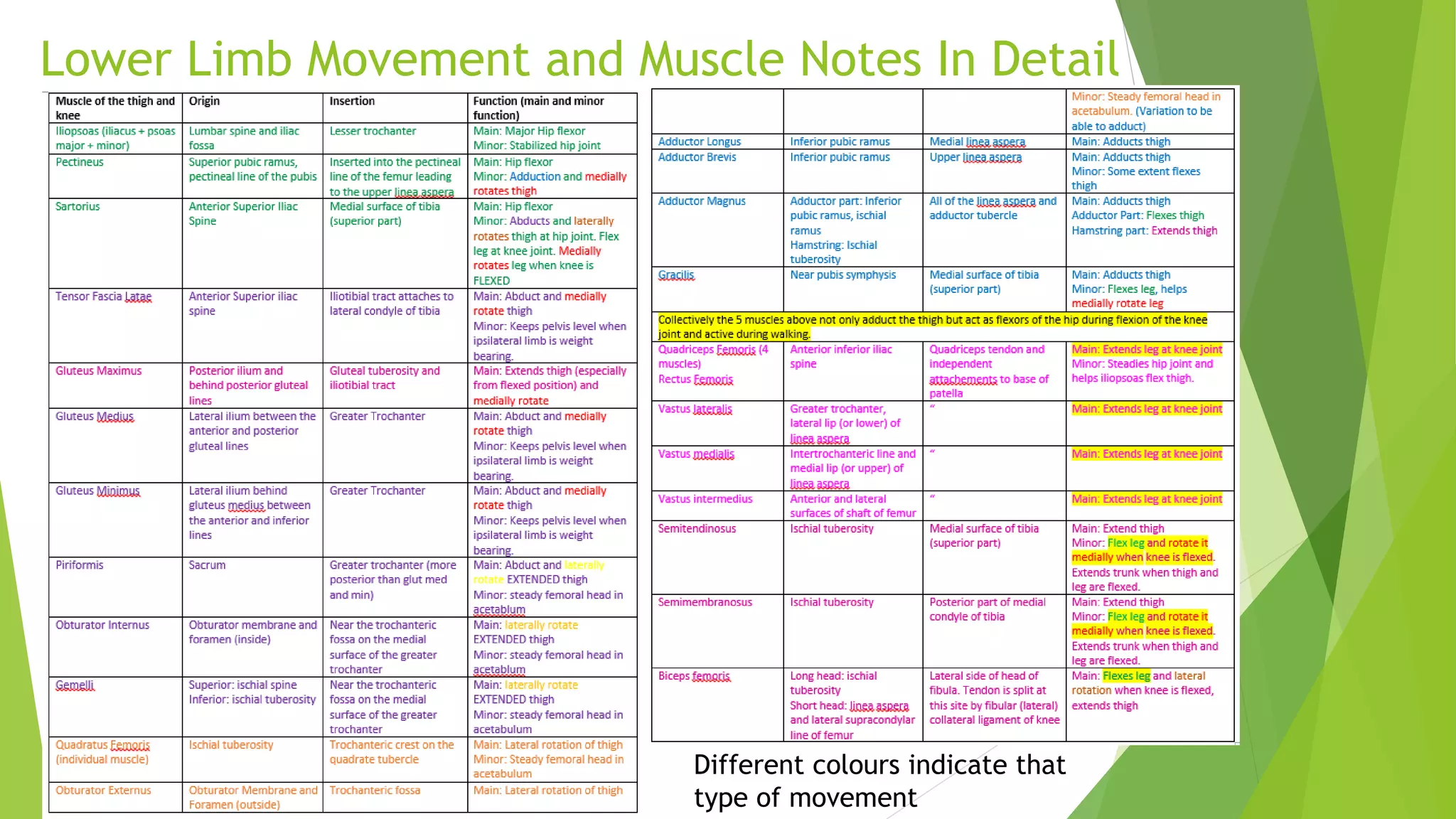 Musculoskeletal system – movements of the lower limb technologies | PPTX