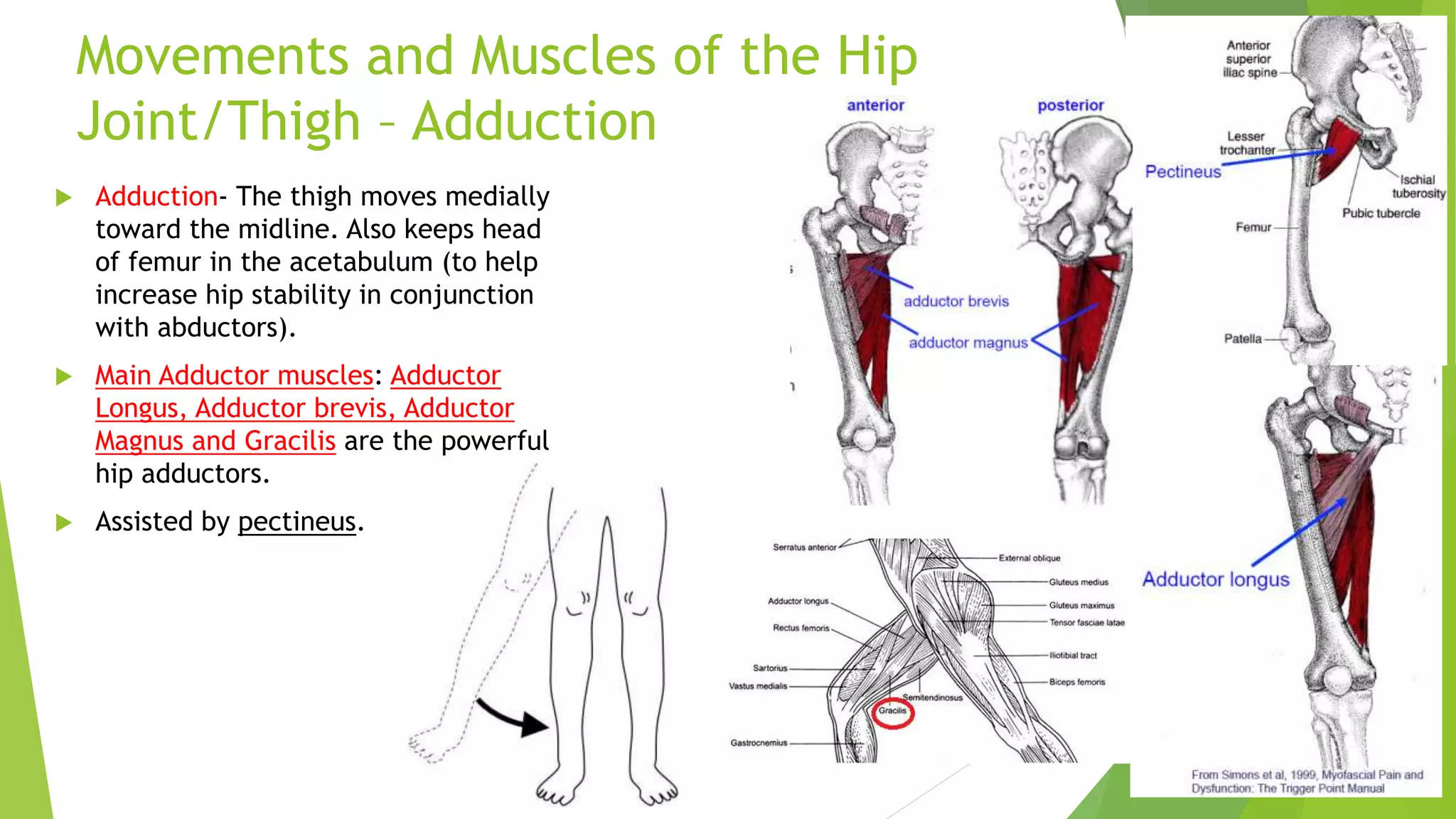 Musculoskeletal system – movements of the lower limb technologies | PPTX
