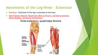 Musculoskeletal system – movements of the lower limb technologies | PPTX