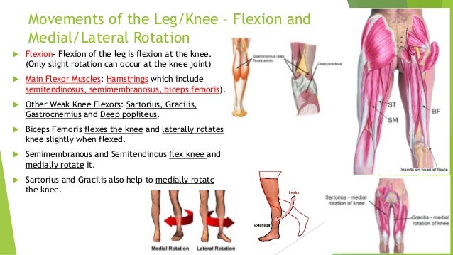 Musculoskeletal system – movements of the lower limb technologies