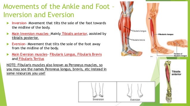 Musculoskeletal system – movements of the lower limb technologies