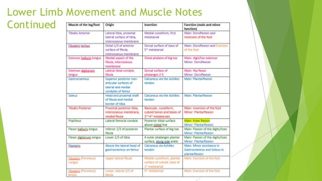 Musculoskeletal system – movements of the lower limb technologies