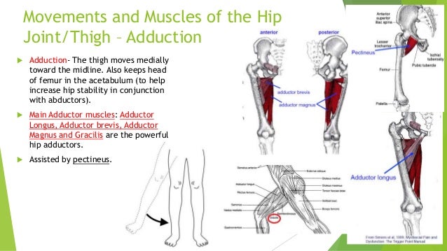 Musculoskeletal system – movements of the lower limb technologies