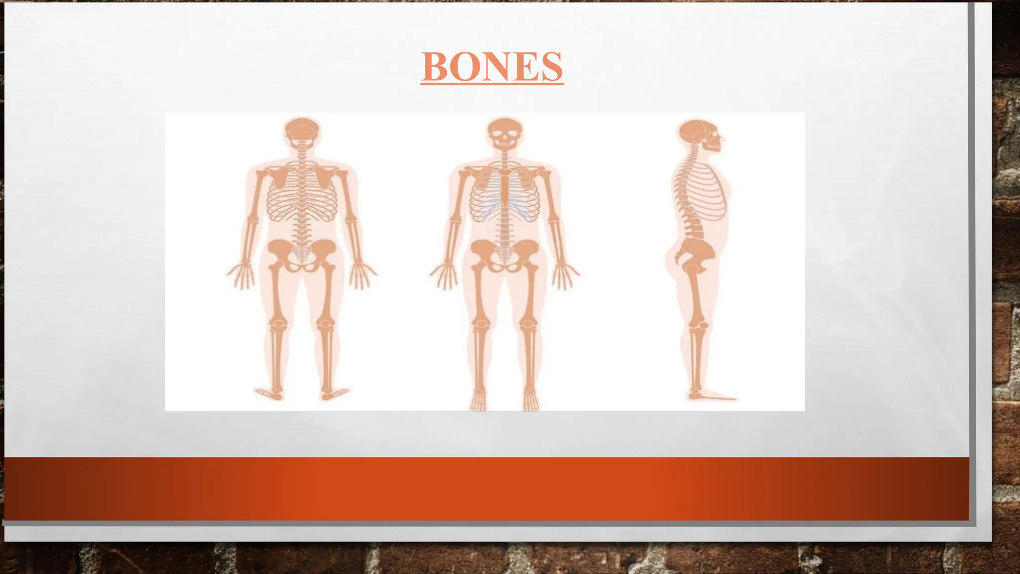 ANATOMY OF MUSCULOSKELETON SYSTEM PRESENTATION | PPT