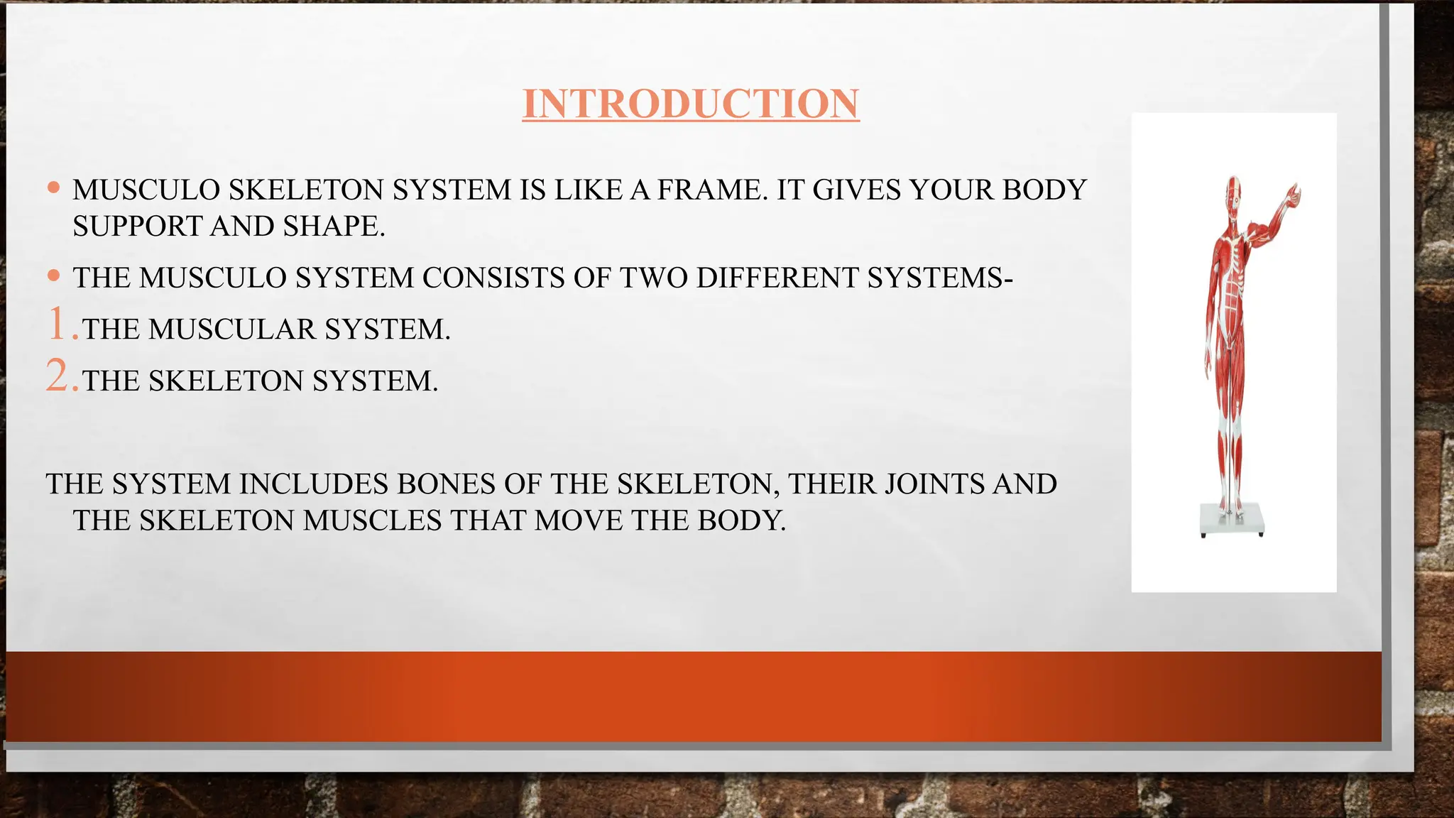 ANATOMY OF MUSCULOSKELETON SYSTEM PRESENTATION | PPT