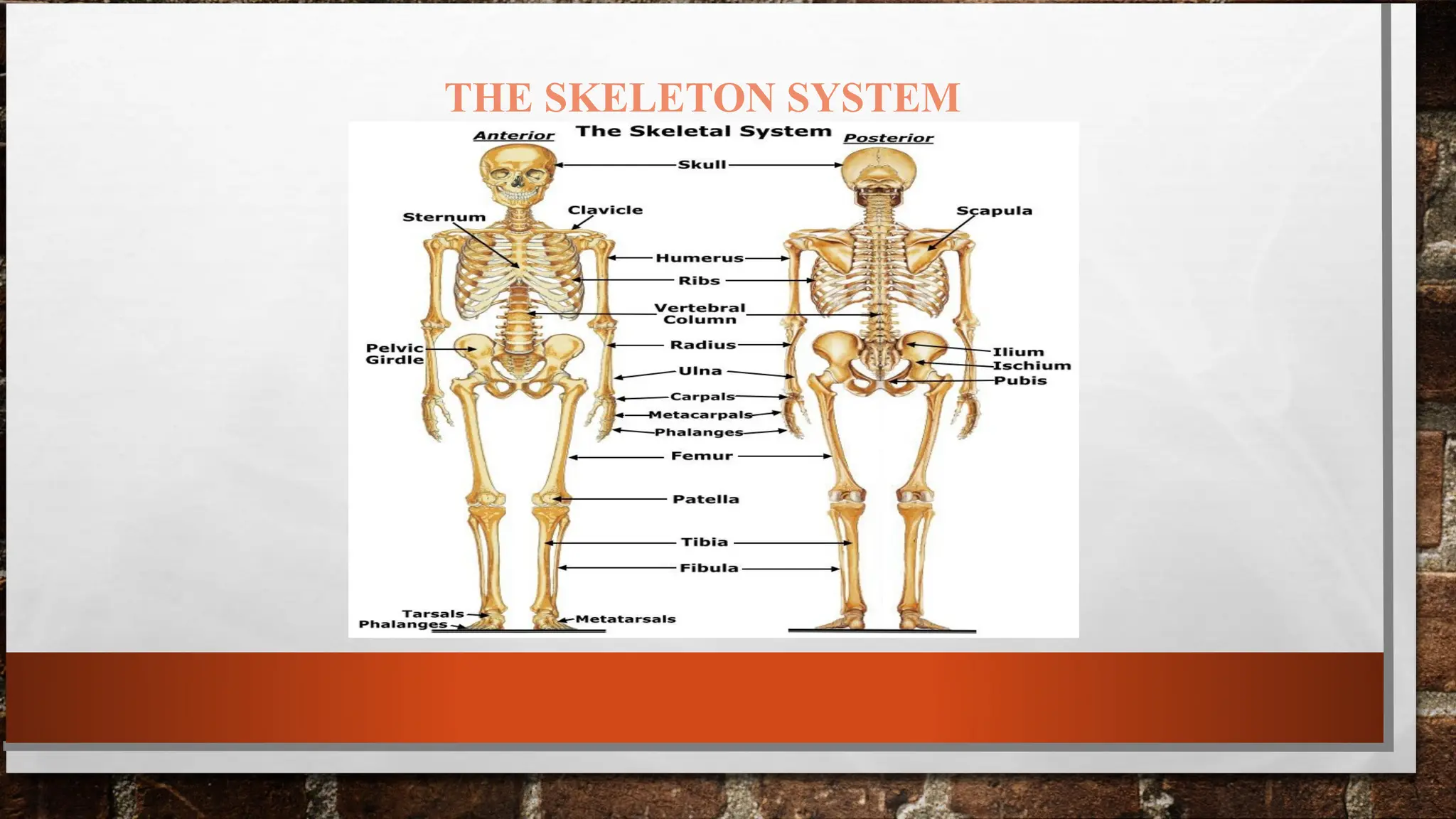 ANATOMY OF MUSCULOSKELETON SYSTEM PRESENTATION | PPT
