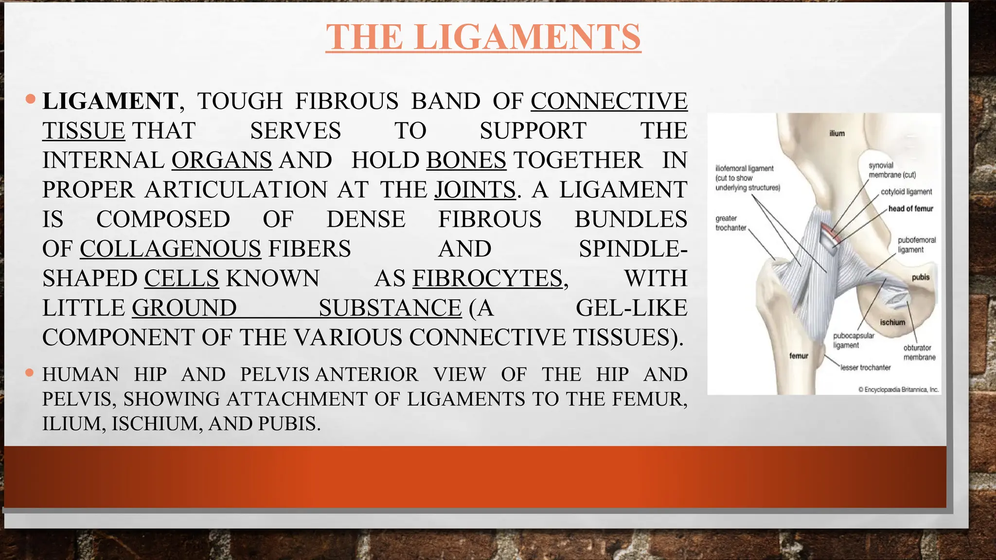 ANATOMY OF MUSCULOSKELETON SYSTEM PRESENTATION | PPT