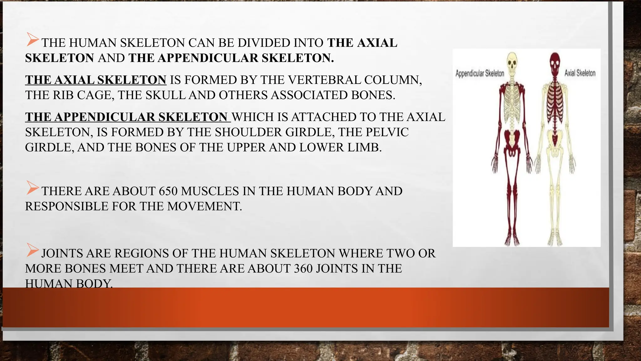 ANATOMY OF MUSCULOSKELETON SYSTEM PRESENTATION | PPT