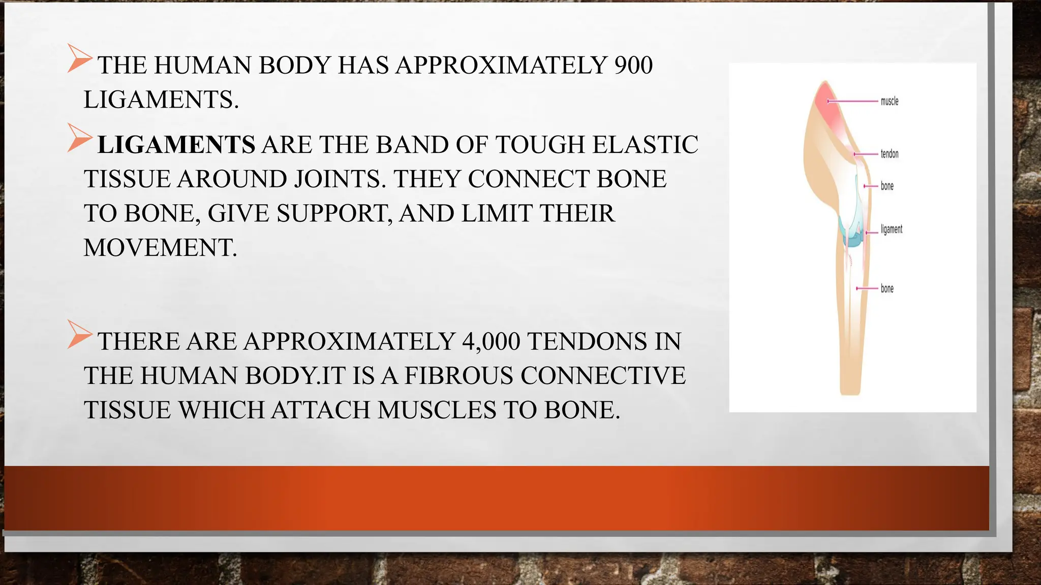 ANATOMY OF MUSCULOSKELETON SYSTEM PRESENTATION | PPT