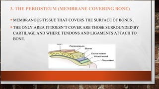 ANATOMY OF MUSCULOSKELETON SYSTEM PRESENTATION | PPT