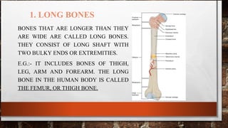ANATOMY OF MUSCULOSKELETON SYSTEM PRESENTATION | PPT
