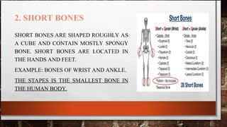 ANATOMY OF MUSCULOSKELETON SYSTEM PRESENTATION | PPT