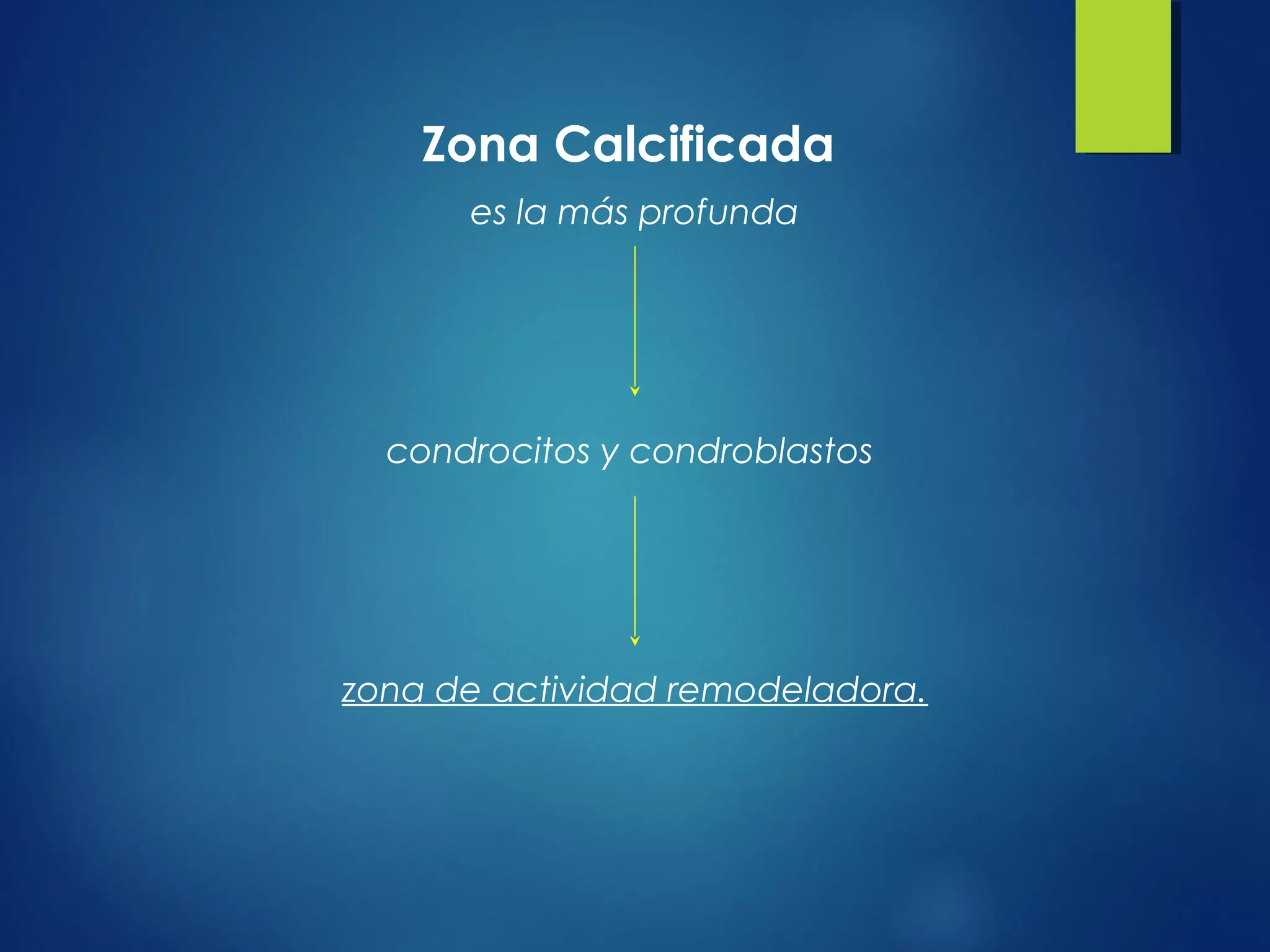 Musculos, ligamentos y atm | PPT