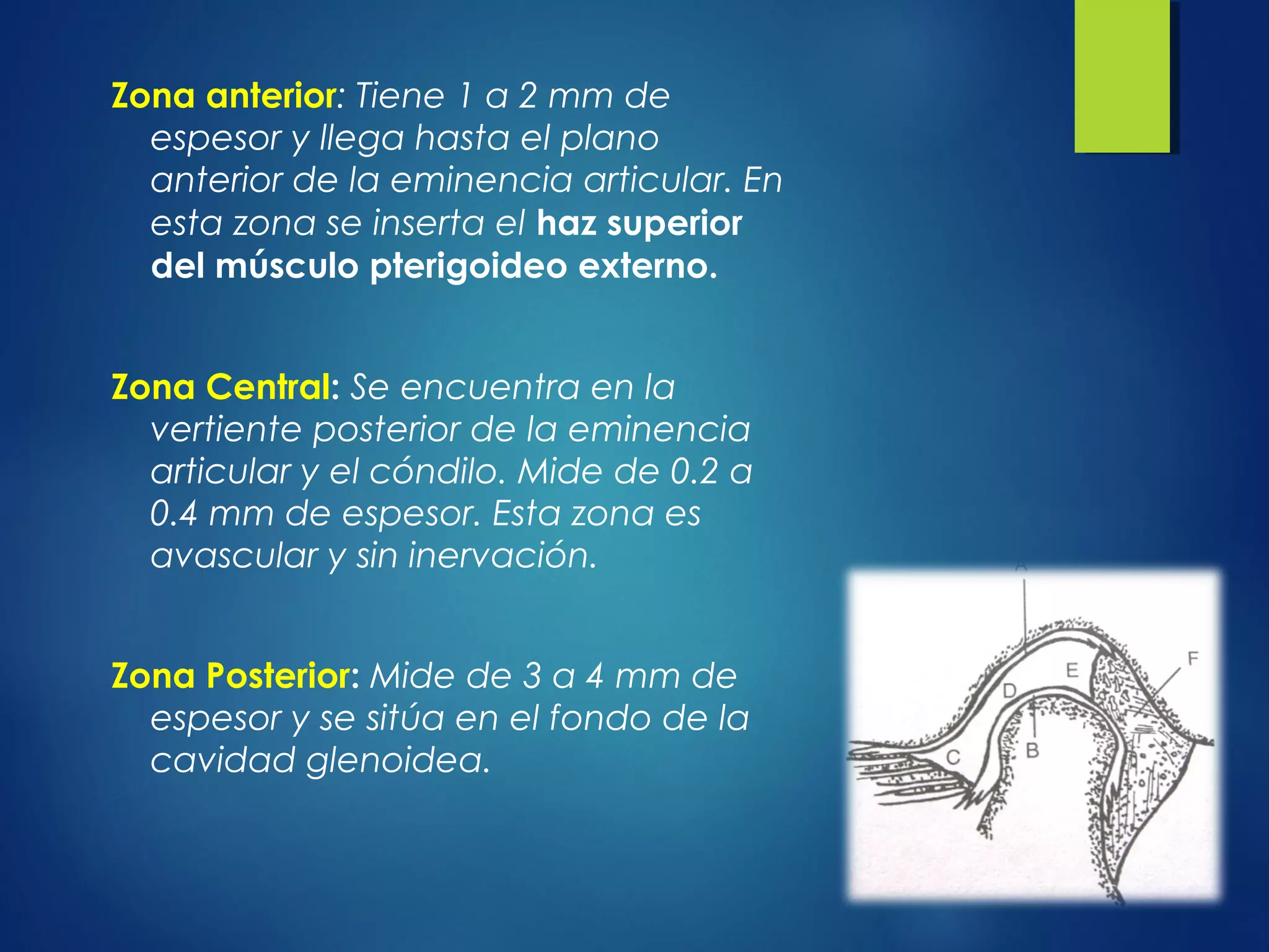 Musculos, ligamentos y atm | PPT