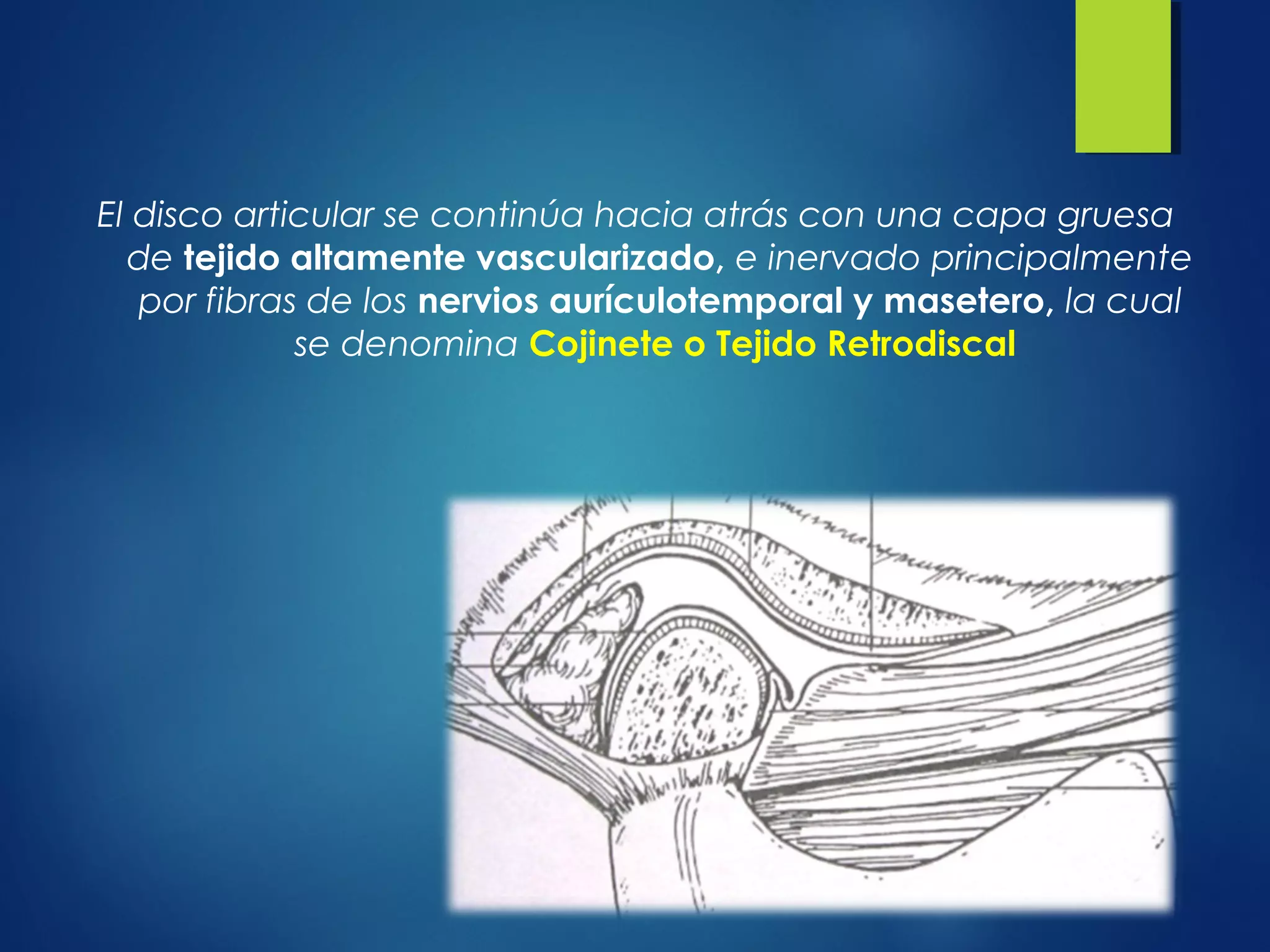 Musculos, ligamentos y atm | PPT