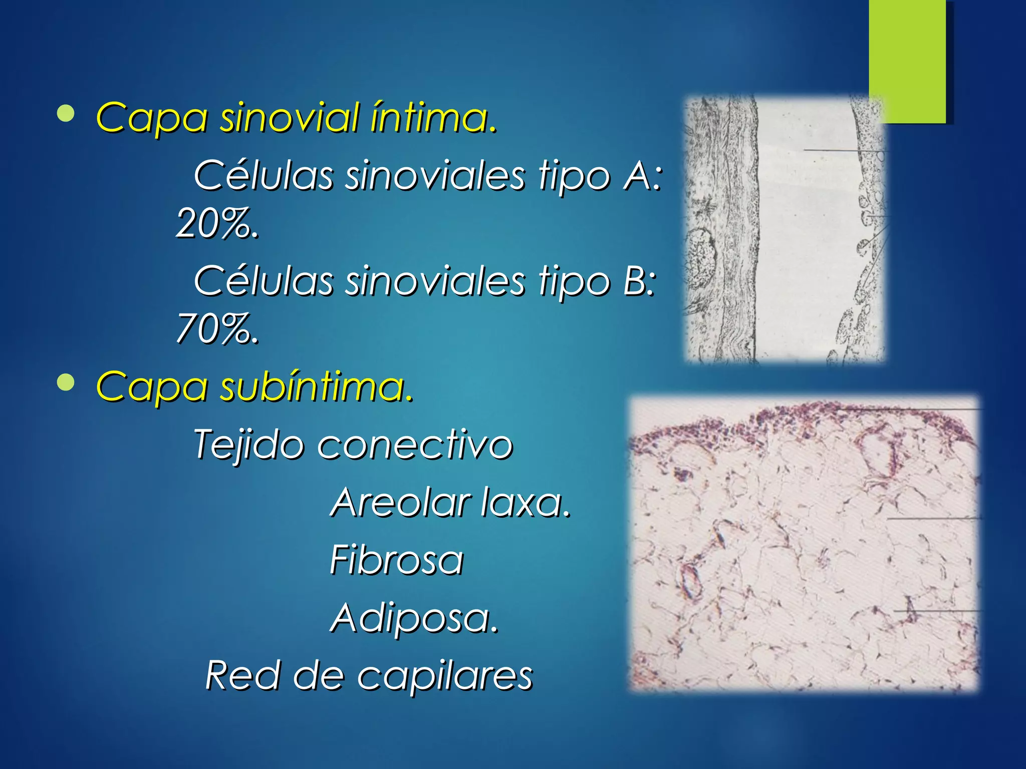 Musculos, ligamentos y atm | PPT