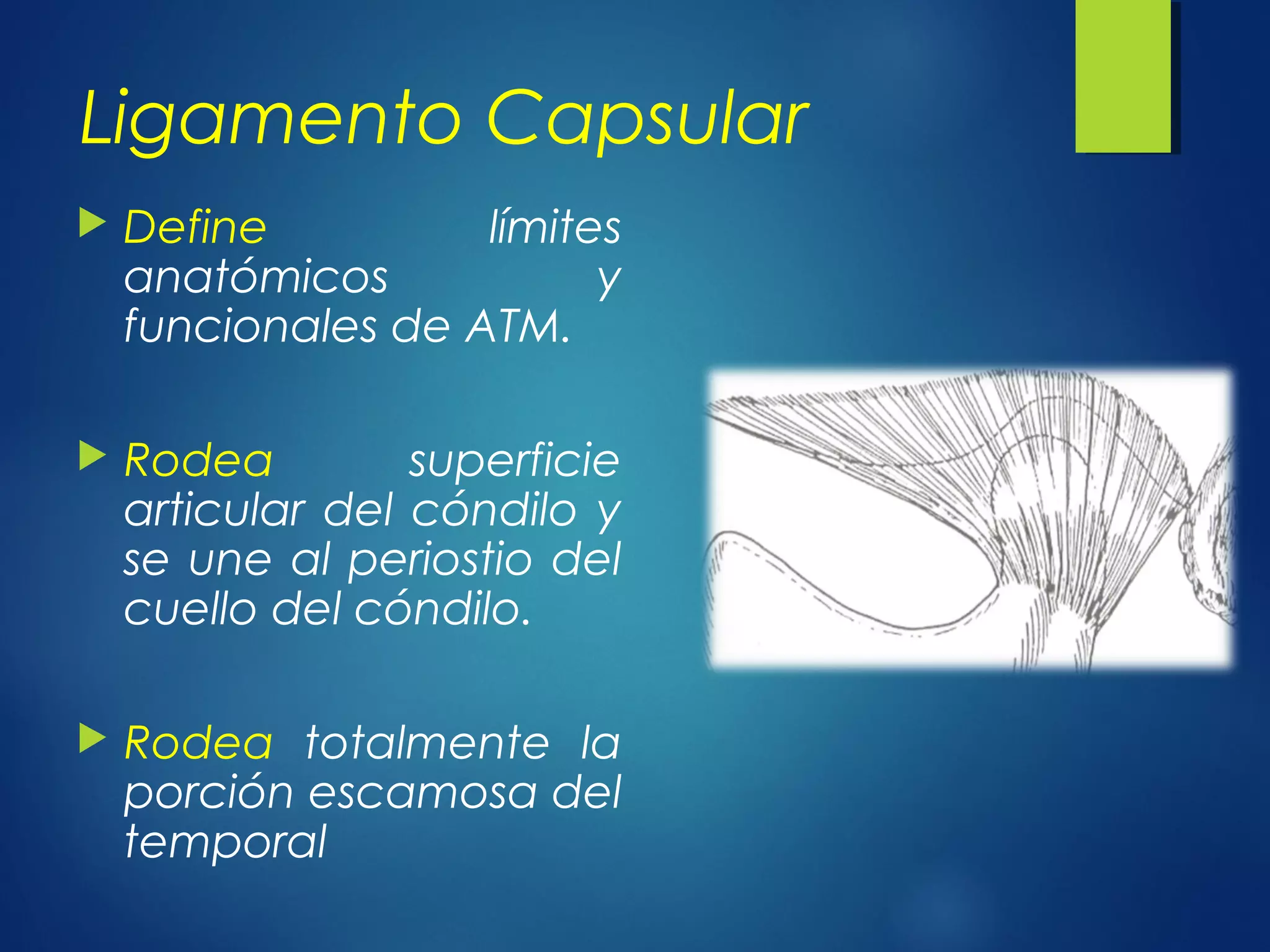 Musculos, ligamentos y atm | PPT