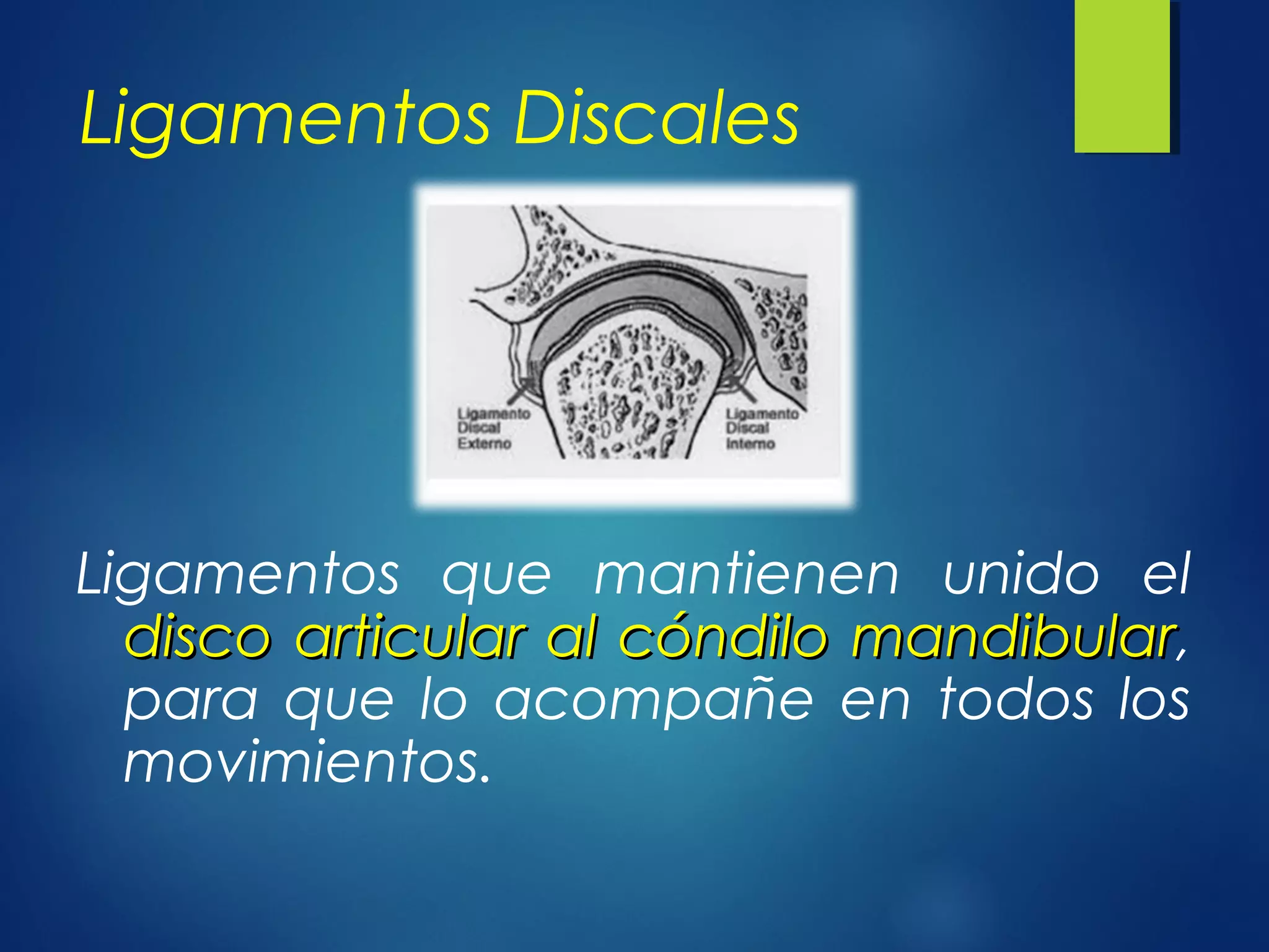 Musculos, ligamentos y atm | PPT