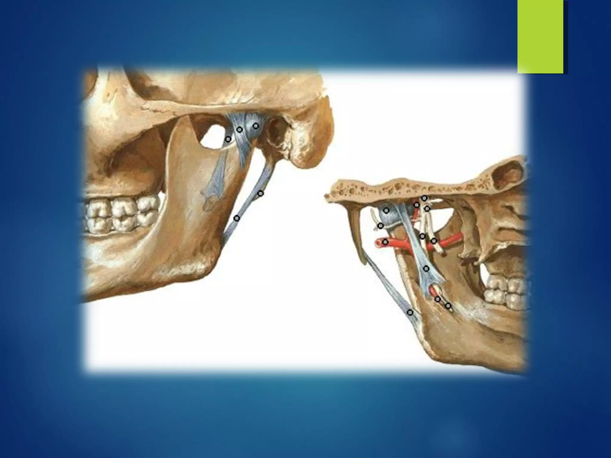Musculos, ligamentos y atm | PPT