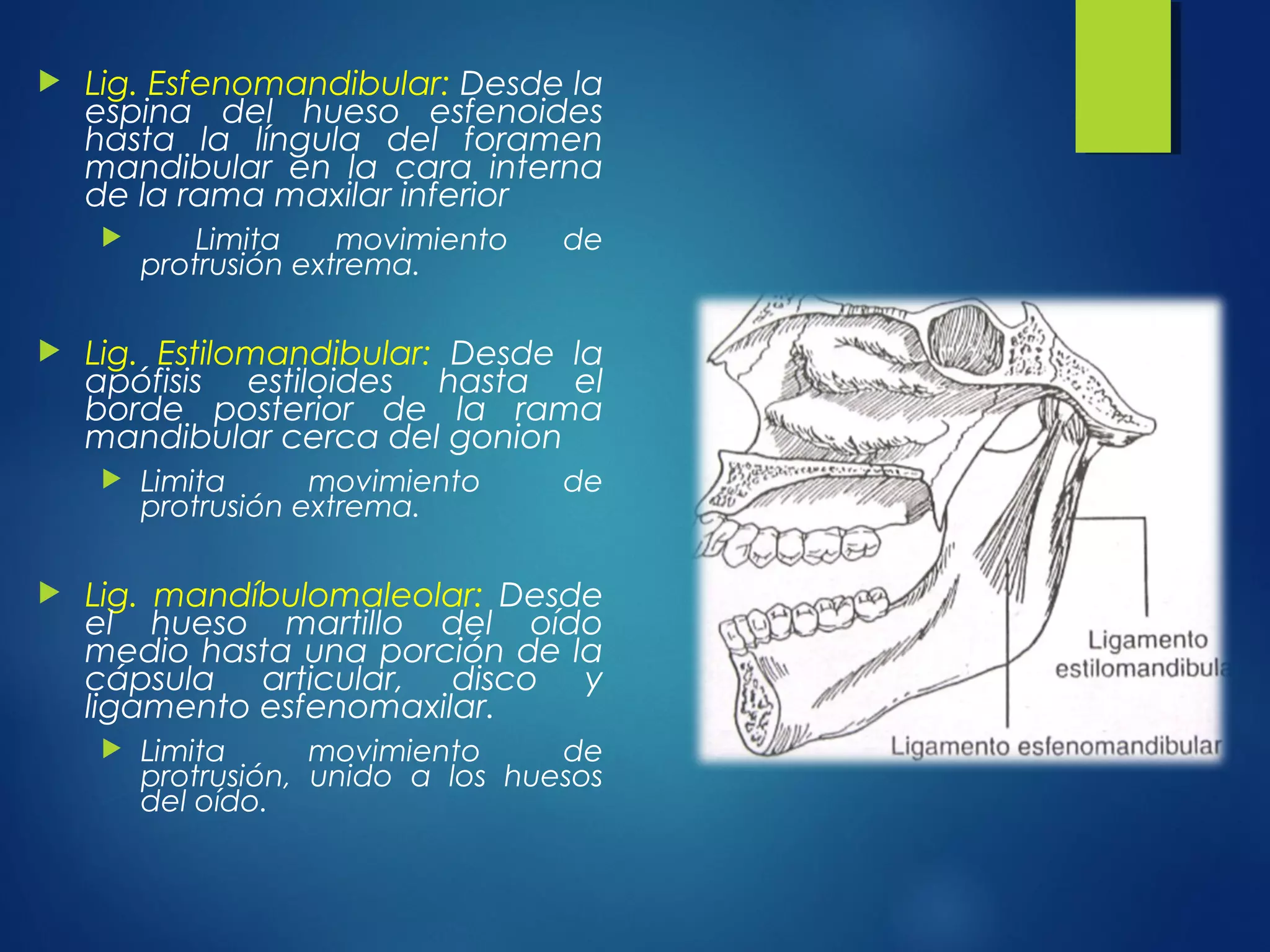 Musculos, ligamentos y atm | PPT