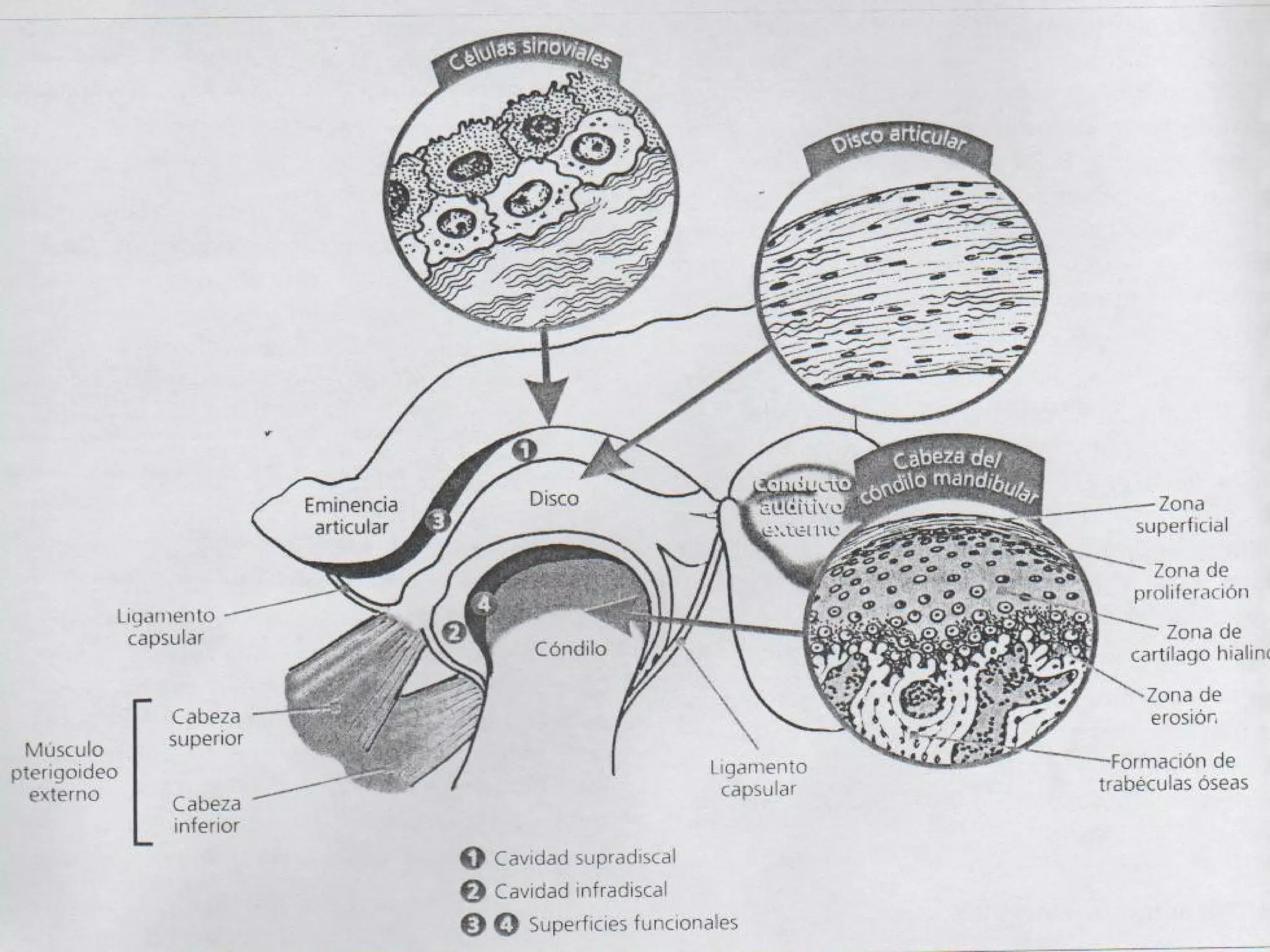 Musculos, ligamentos y atm | PPT