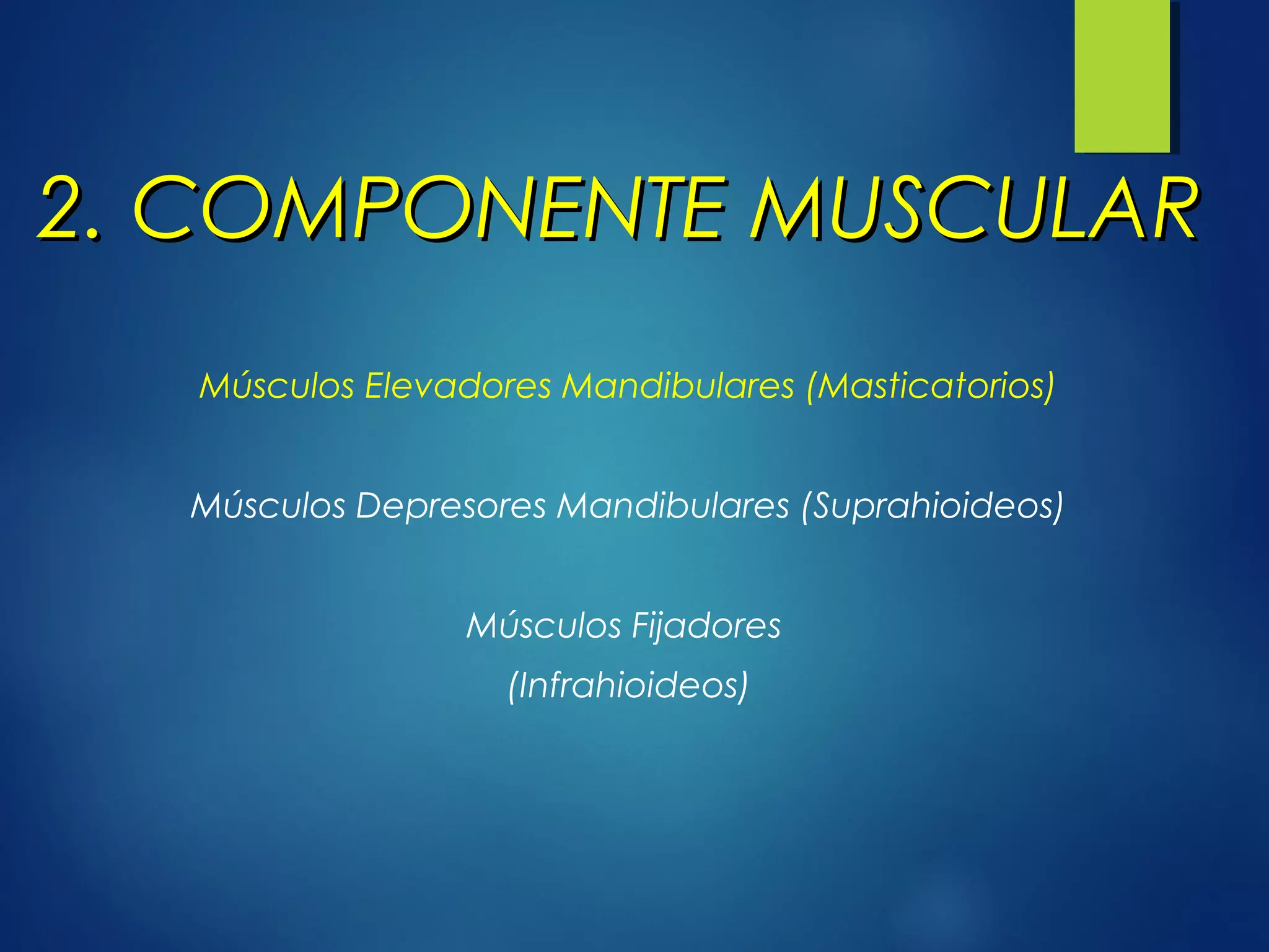 Musculos, ligamentos y atm | PPT