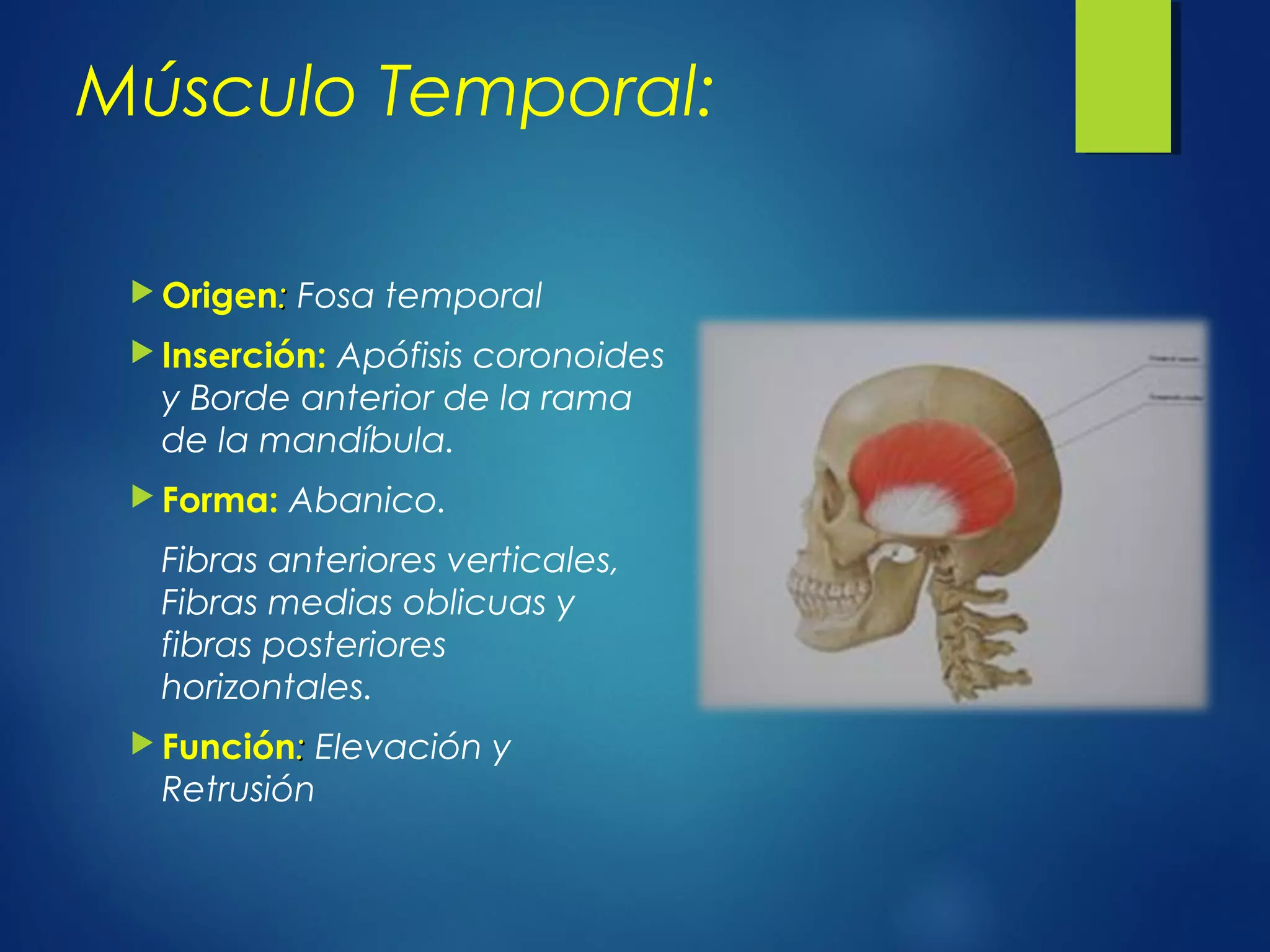 Musculos, ligamentos y atm | PPT