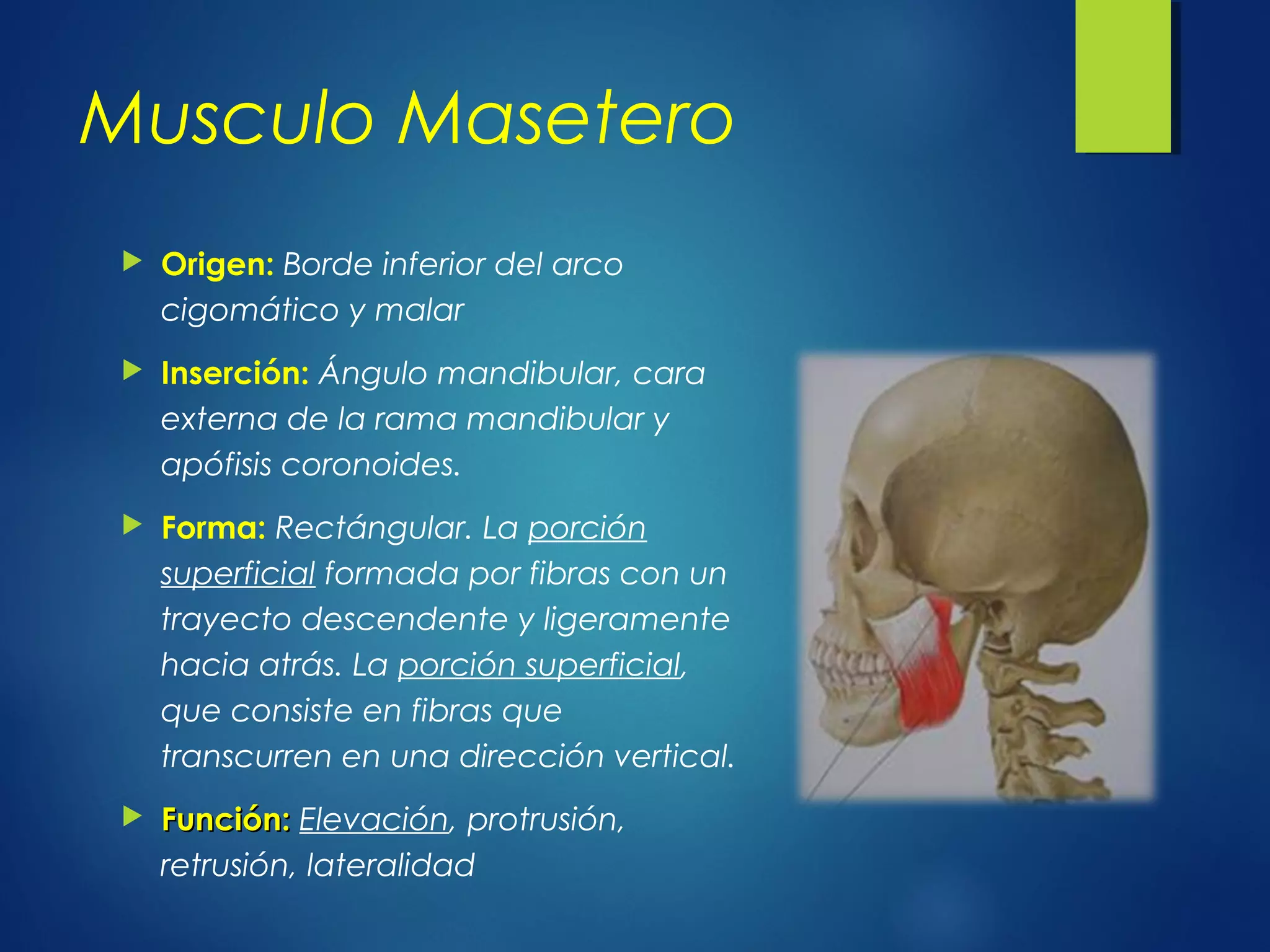Musculos, ligamentos y atm | PPT