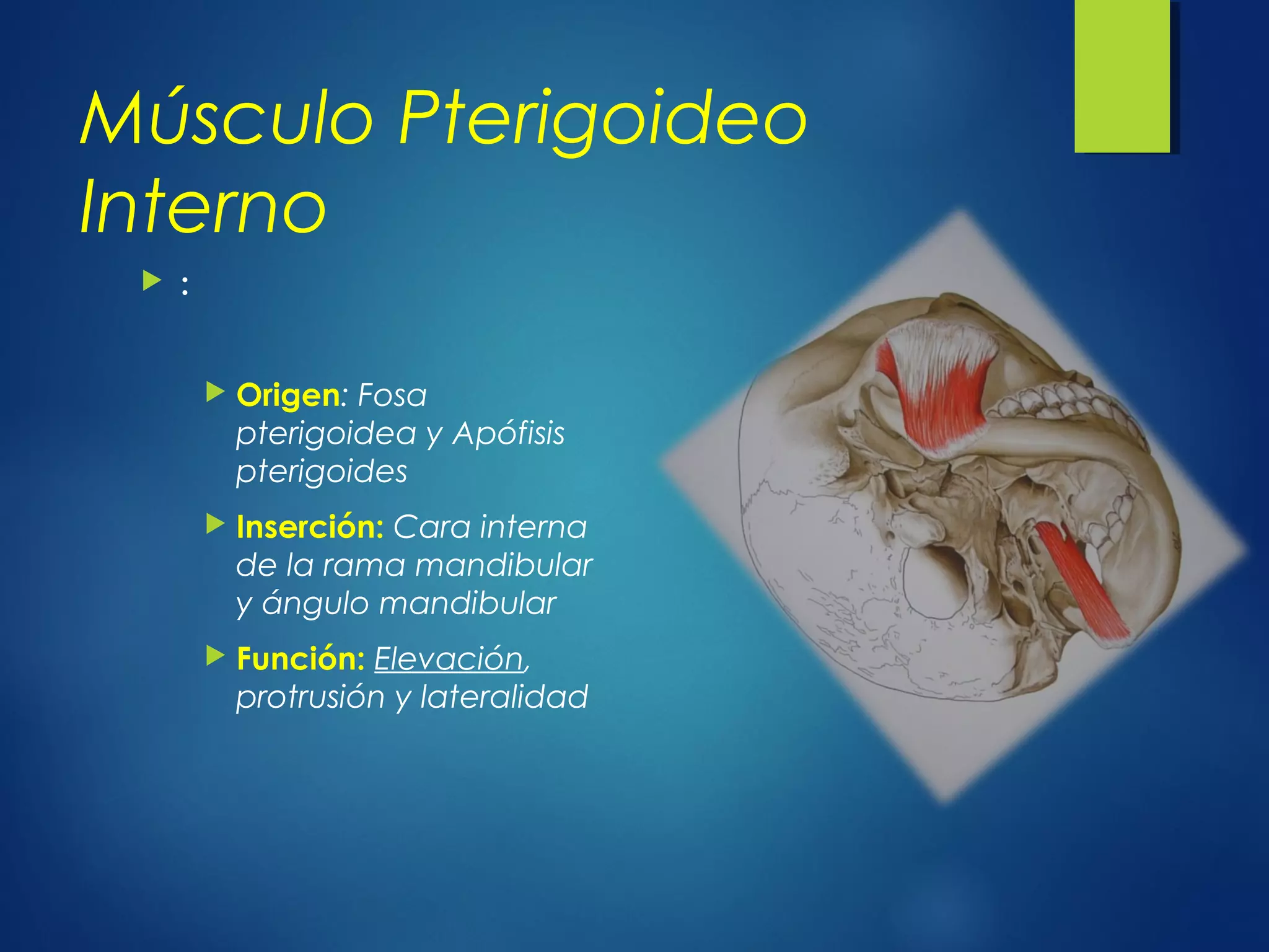 Musculos, ligamentos y atm | PPT
