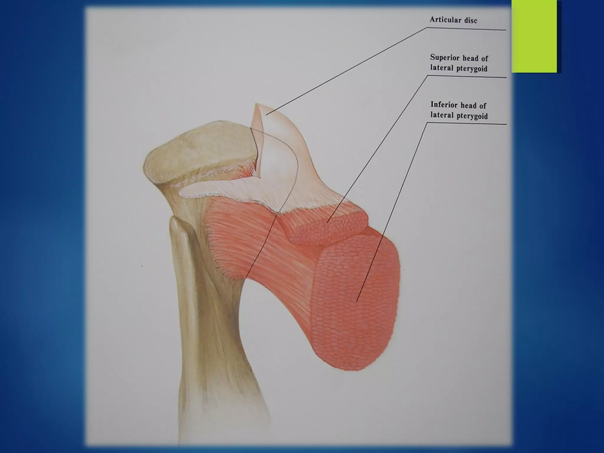 Musculos, ligamentos y atm | PPT