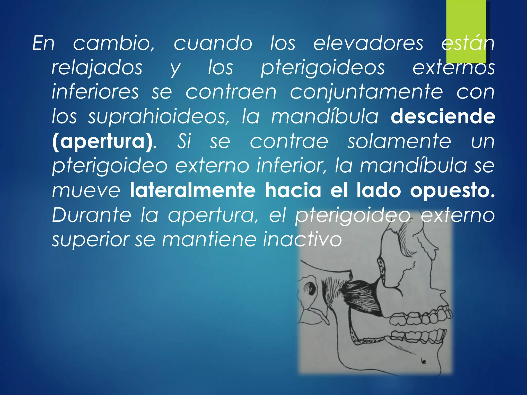 Musculos, ligamentos y atm | PPT