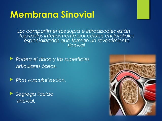Musculos, ligamentos y atm | PPT