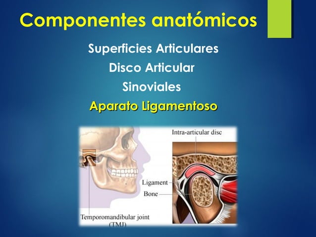 Musculos, ligamentos y atm | PPT