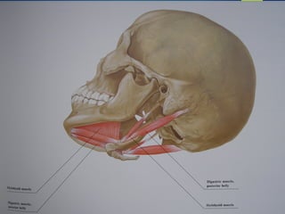 Musculos, ligamentos y atm | PPT