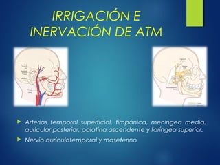 Musculos, ligamentos y atm | PPT