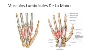 Musculos Lumbricales De La Mano.pdf