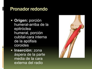 Músculos miembro superior | PPTX