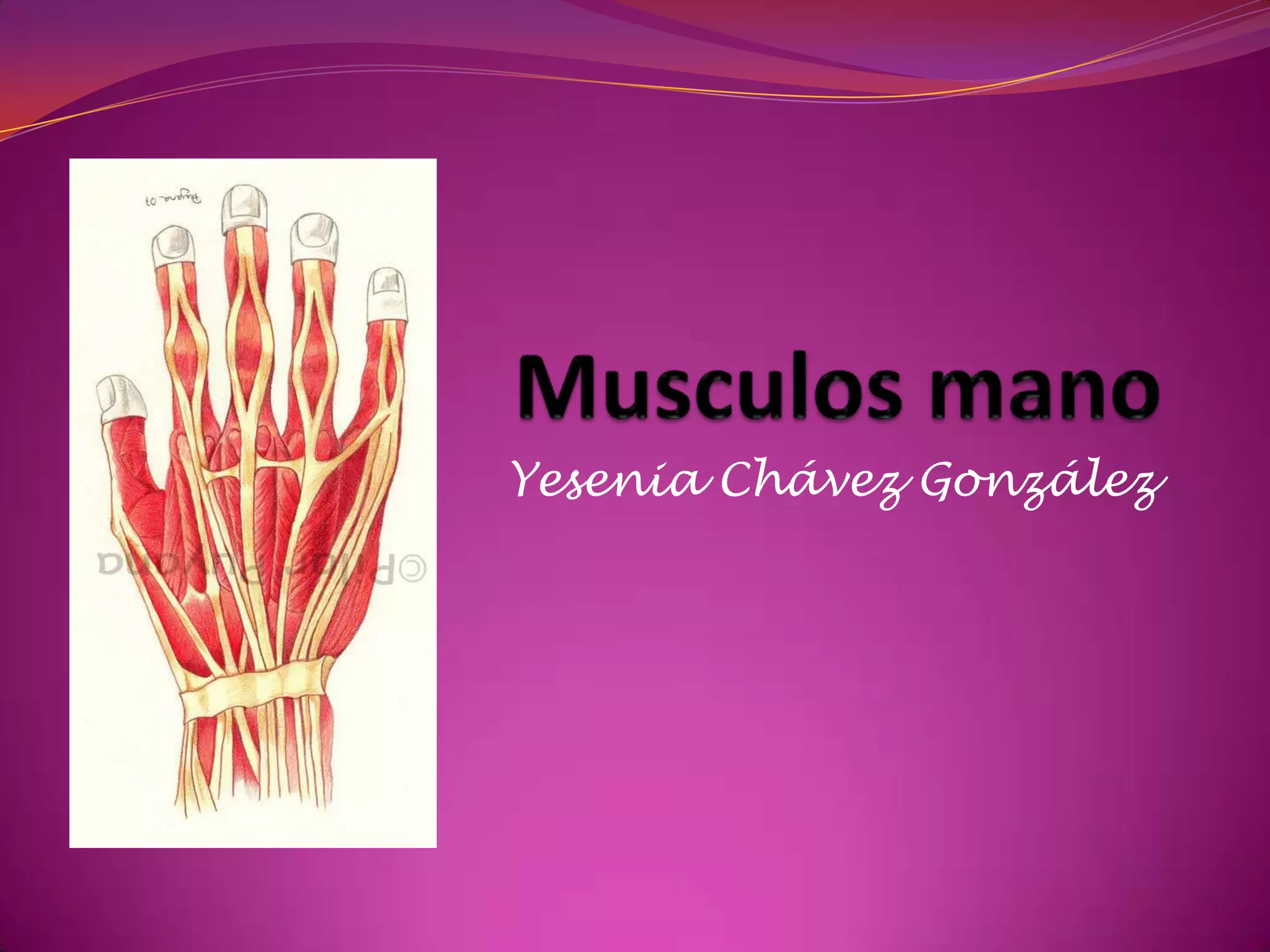 El Cuerpo Humano Y Sus Partes Musculos De La Mano