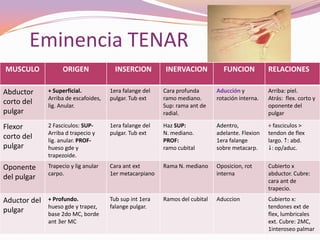 Musculos mano | PPTX
