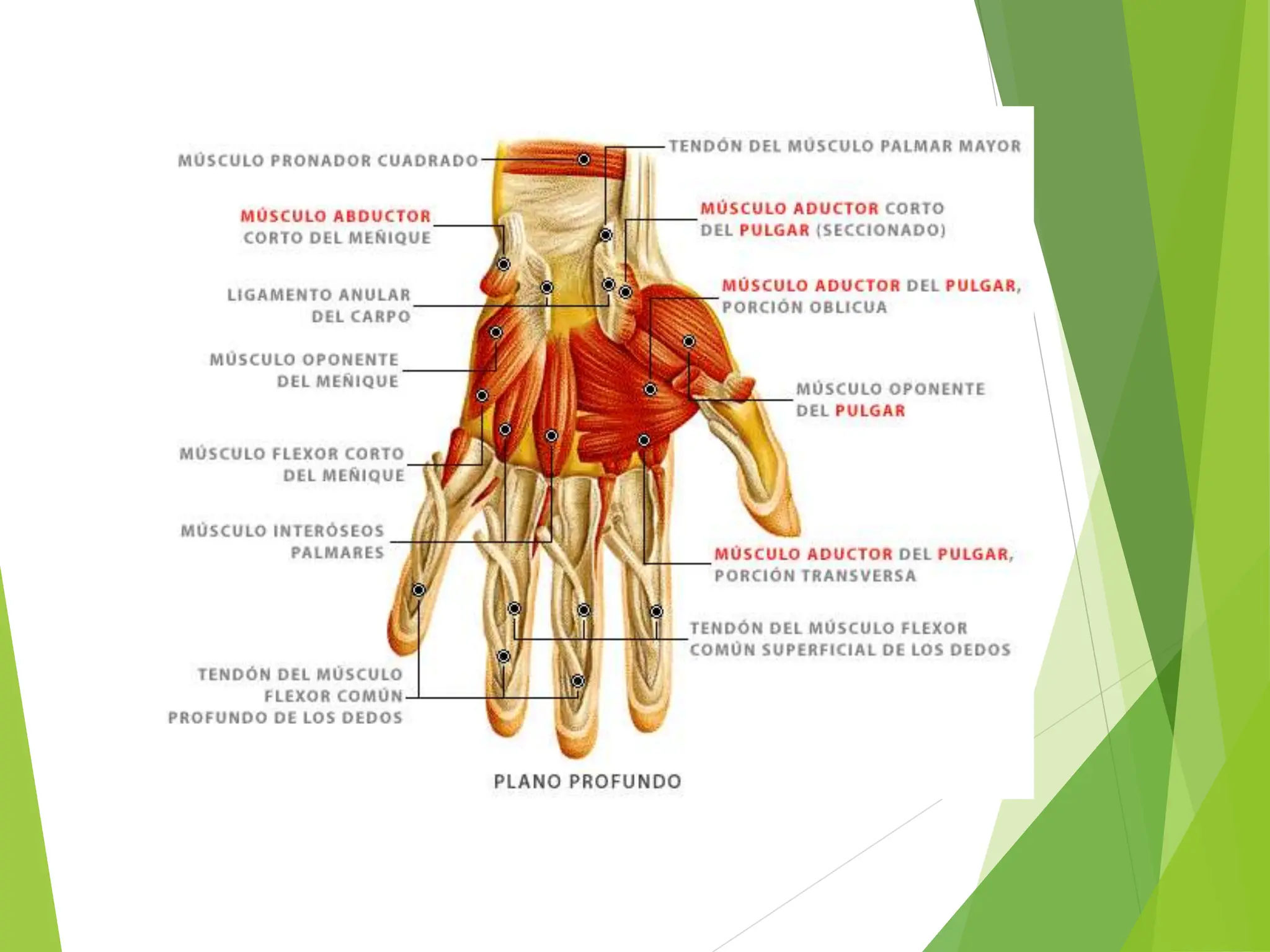 musculos mano 1.pptxForman la eminencia tenar. Responsables de ...
