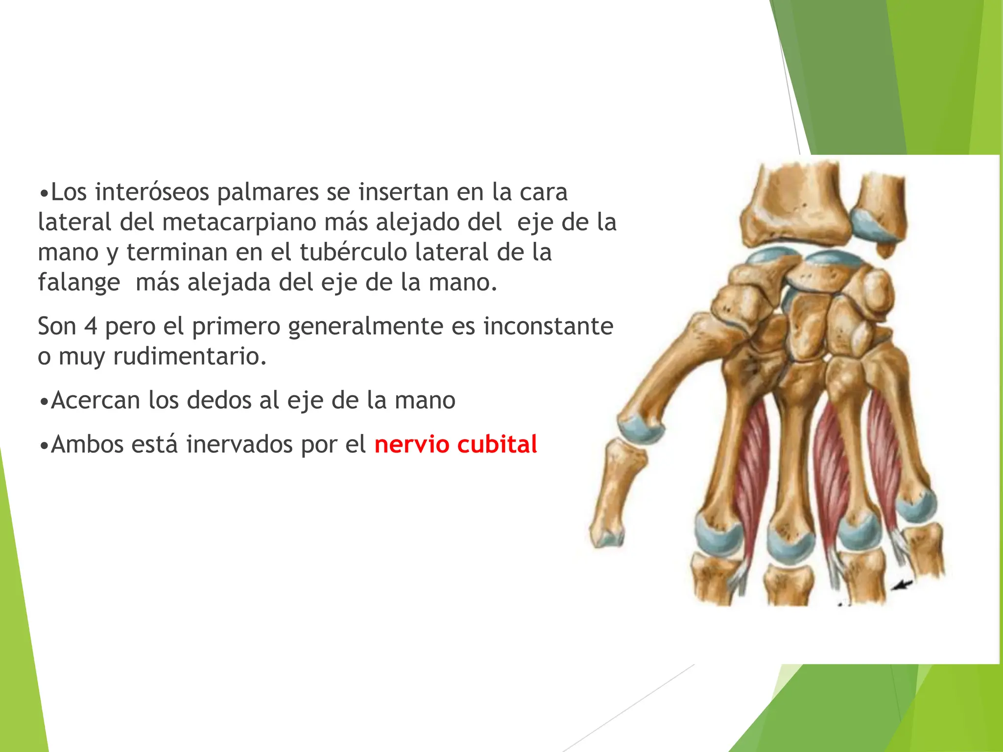 musculos mano 1.pptxForman la eminencia tenar. Responsables de ...