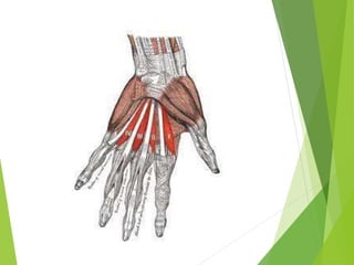 musculos mano 1.pptxForman la eminencia tenar. Responsables de ...